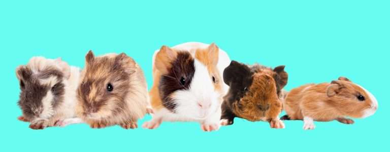 Kim Speaks Piggie 🐹 Guinea Pig Information & Resources